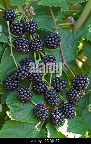 Stachellose Brombeere (Rubus fruticosus 'Loch Ness' NESSY Stock Photo ...