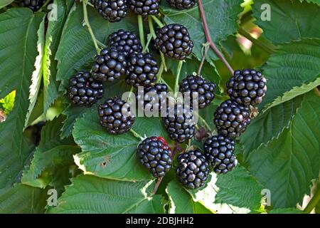Stachellose Brombeere (Rubus fruticosus 'Loch Ness' NESSY Stock Photo ...