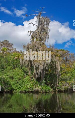 Spanish moss covered cypress tree Inverness Florida Stock Photo - Alamy