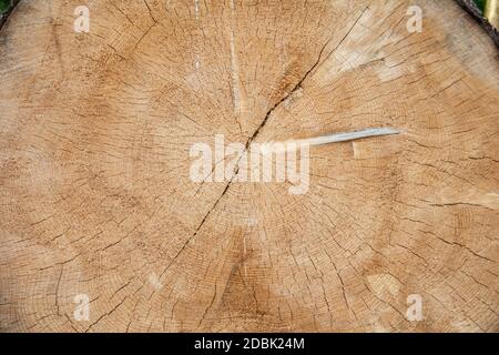 cross-section of a Douglas fir trunk with annual rings Stock Photo - Alamy