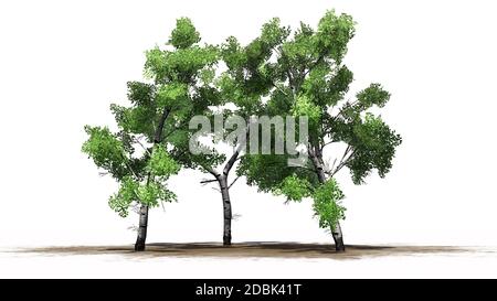 White Birch tree cluster - separated on white background Stock Photo ...