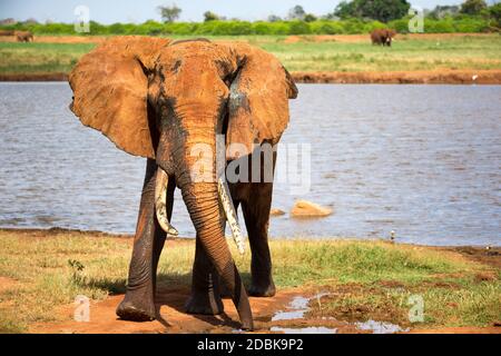 One big red elephant after bathing near a water hole Stock Photo - Alamy