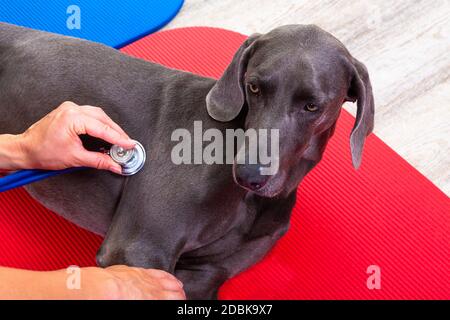 getting the pulse with a stethoscope at vet office Stock Photo - Alamy
