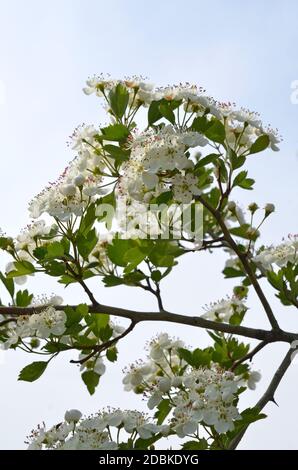 blooming hawthorn in the month of may Stock Photo - Alamy