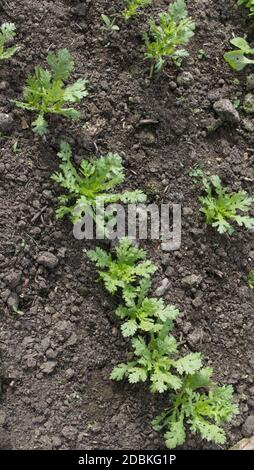 edible shungiku chrysanthemum leaves Stock Photo - Alamy