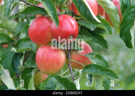 Zwerg-Apfel (Malus domestica 'Dalinip' Stock Photo - Alamy