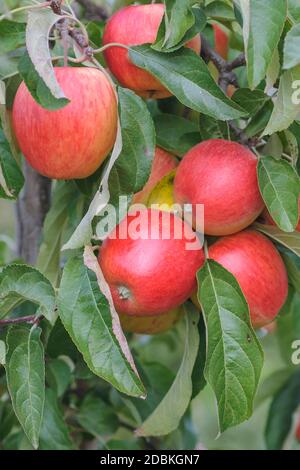 Zwerg-Apfel, Malus domestica Dalinip, Dwarf apple, Malus domestica ...