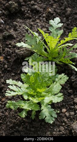 edible shungiku chrysanthemum leaves Stock Photo - Alamy