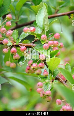 Strauch-Apfel (Malus toringo var. sargentii Stock Photo - Alamy