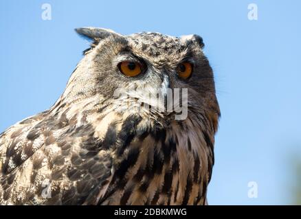 Owl - bird from the order Strigiformes Stock Photo - Alamy
