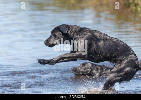 Action shot of a wet black Labrador retriever jumping into the water ...