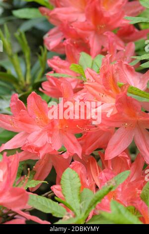 Azalee, Rhododendron mollis x sinensis rosa,, Azalea, Rhododendron ...