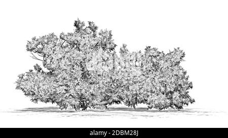 Pencil drawing - American boxwood - isolated on white background Stock ...