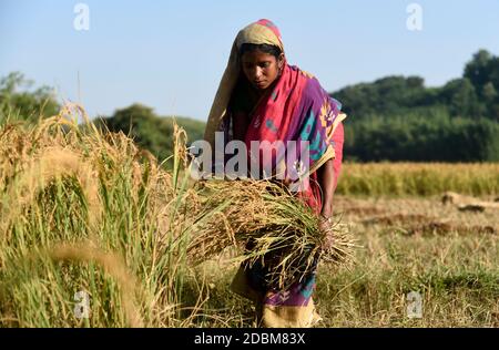 Indian woman cutting grass crop for cattle feed in the Indian ...