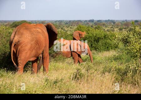 A family of red elephants is walking between the bush Stock Photo - Alamy
