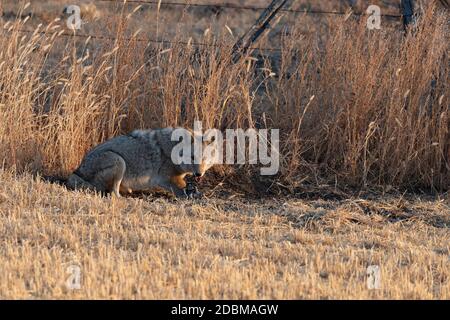 Coyote in a leghold trap in Montana Stock Photo - Alamy