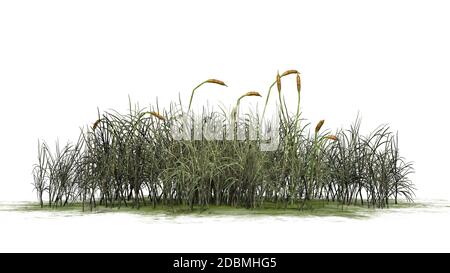 Cattail - isolated on white background Stock Photo - Alamy