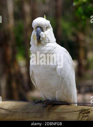 australian cockatoo closeup portrait outdoors Stock Photo - Alamy