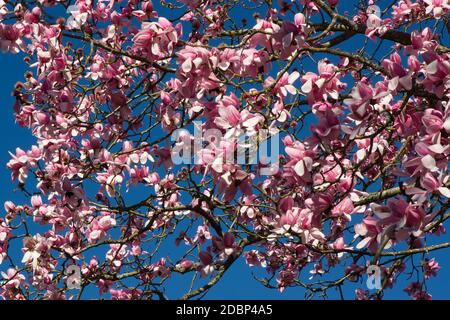 Magnolia Charles Raffill (Magnollaceae) tree with pink blossom Stock ...