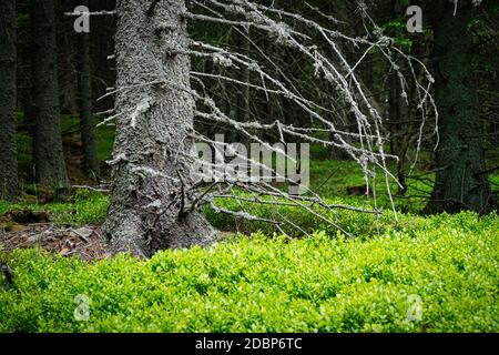Larch Tree Forest, coniferous tree with bizarre twigs Stock Photo - Alamy