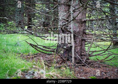 Larch Tree Forest, coniferous tree with bizarre twigs Stock Photo - Alamy