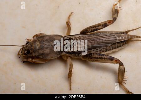 Adult Mole Cricket of the Genus Neoscapteriscus Stock Photo - Alamy