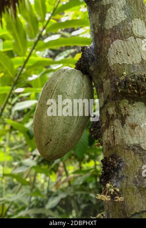Young cacao tree (Theobroma cacao) on plantation Plantacion Tikul ...