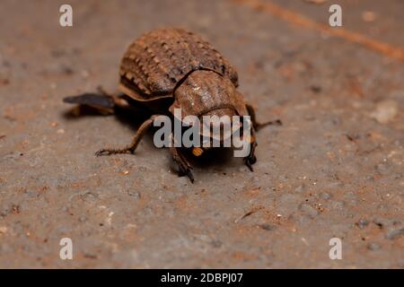Adult Hide Beetle of the species Omorgus suberosus Stock Photo - Alamy