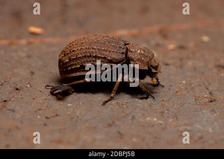 Adult Hide Beetle of the species Omorgus suberosus Stock Photo - Alamy