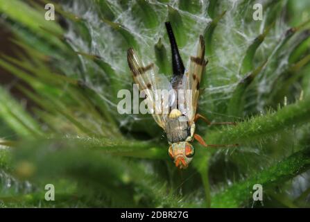 thistle gall fly, female, Urophora stylata, sitting on a spear thistle ...