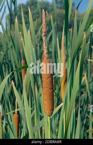 Common bulrush (Typha latifolia). Called Broadleaf cattail, Great ...