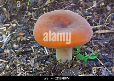 Weeping milk cap (Lactifluus volemus). Called Orange-brown milky, Tawny ...
