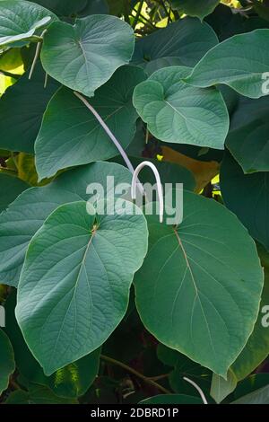 Hoja santa (Piper aurtium). Called Mexican pepperleaf, Yerba santa ...