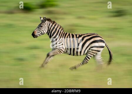 Slow pan of plains zebra crossing grass Stock Photo - Alamy