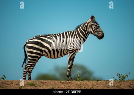 Plains zebra stands on horizon at sunrise Stock Photo - Alamy