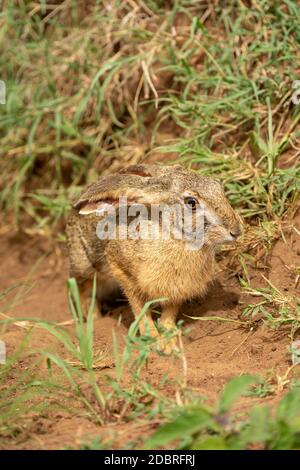 A scrub hare, Lepus saxatilis, stands in the tracks of a road, looking ...