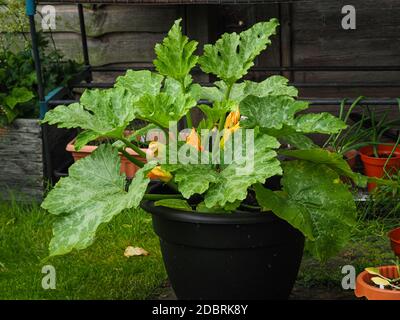 Courgette plant, variety Midnight, growing in a black plastic ...