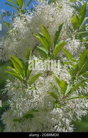 white fringetree (Chionanthus virginicus Stock Photo - Alamy