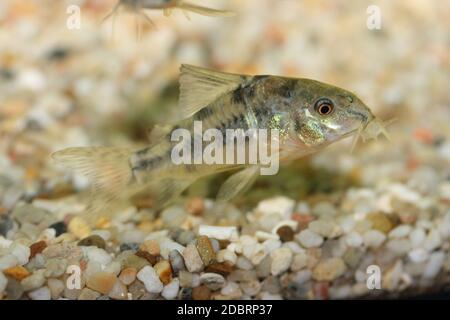 The Marbled catfish (Corydoras paleatus), a popular freshwater aquarium ...