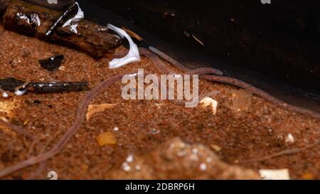 Brazilian Adult Earthworms of the Family Lumbricidae Stock Photo - Alamy