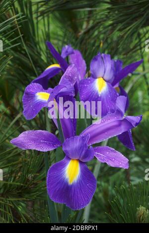 Dutch Iris (Iris xiphium). Called Spanish iris also Stock Photo - Alamy