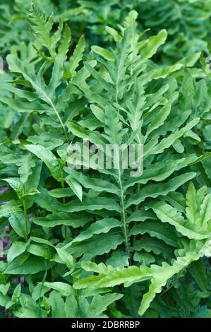 onoclea sensibilis sensitive fern bead fern perennial plant portraits ...