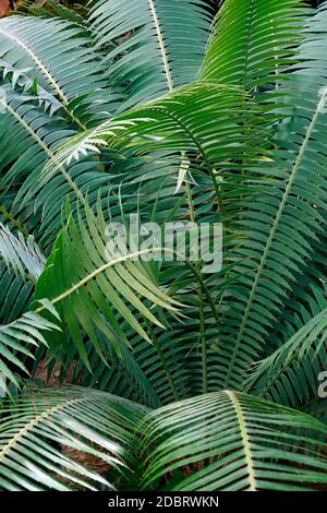 Giant dioon (Dioon spinulosum). Called Gum palm also Stock Photo - Alamy