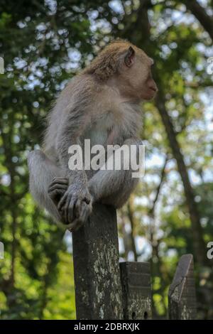 A monkey sitting on a wooden fence Stock Photo - Alamy