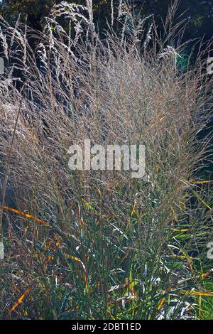 Switchgrass, Panicum amarum Dewey Blue, Panicum, Switch Grass, Plant ...