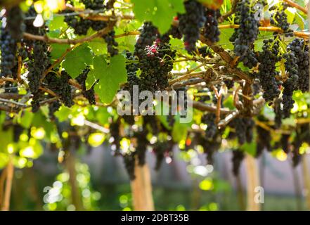 Bunches of Tinta Negra Mole grapes on pergola trellising Estreito de ...