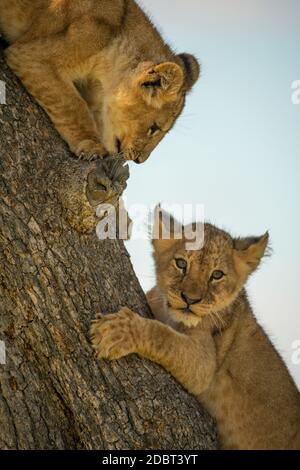Two lion cubs lie on tree branch Stock Photo - Alamy