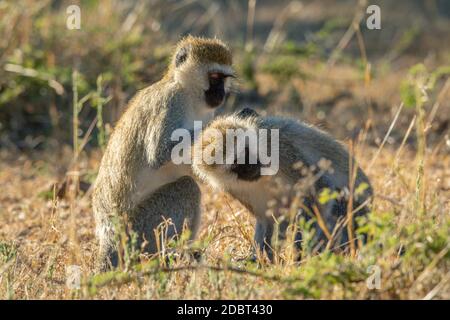 Vervet monkey sits grooming another in grass Stock Photo - Alamy