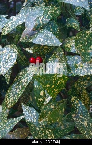 Variegated gold dust plant (Aucuba japonica Variegata). Known as ...