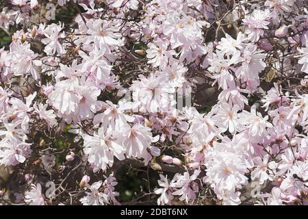 Pink star magnolia, Magnolia stellata Rosea , Rosa Stern-Magnolie Stock ...